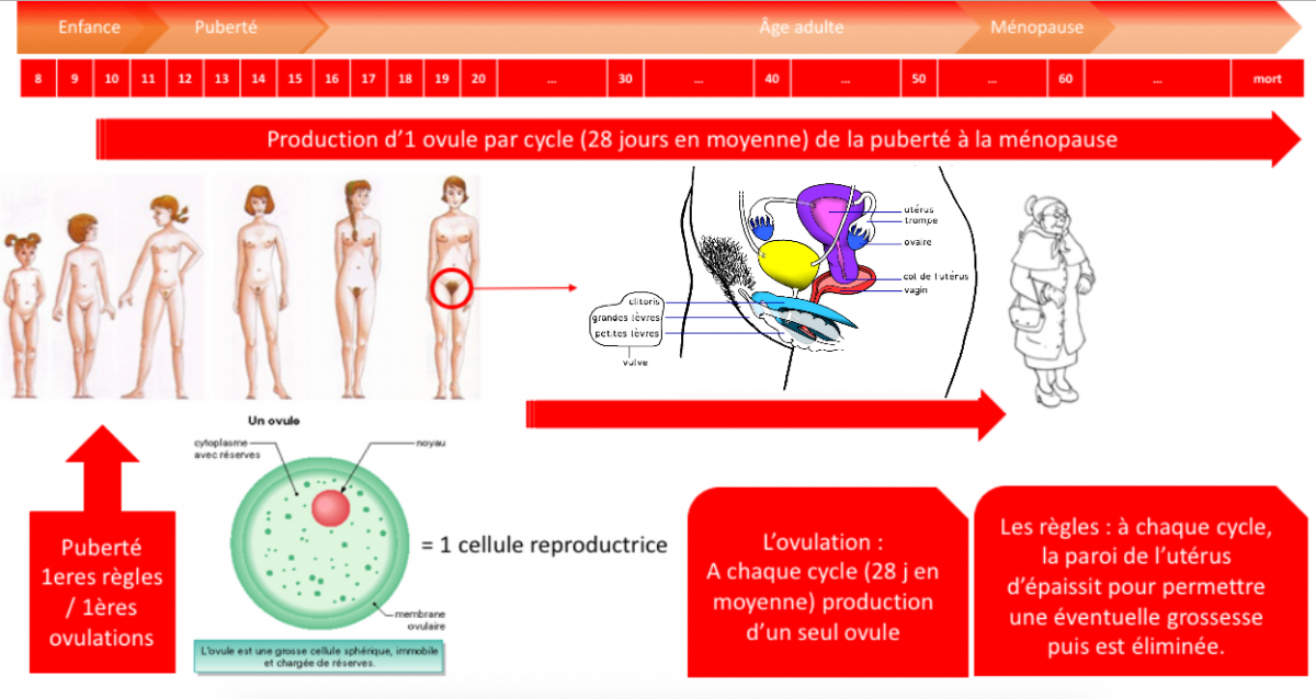 Chapitre 6 Reproduction Humaine Et Sexualité